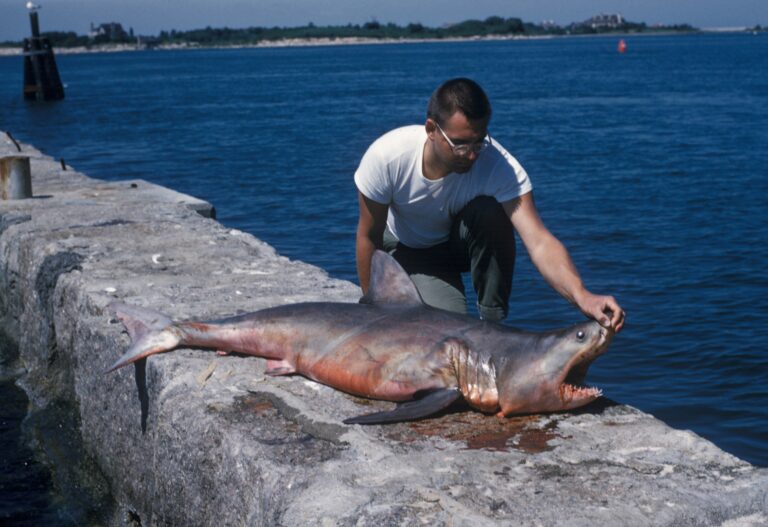Manufacturing Monsters - How Hollywood Demonised Sharks - Blue Planet ...